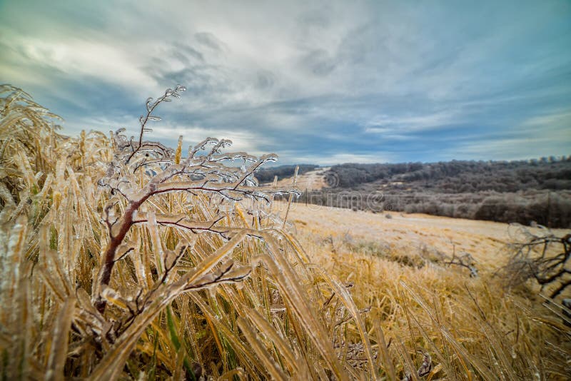 Ice on Plants on Very Cold Morning Stock Image - Image of clear ...