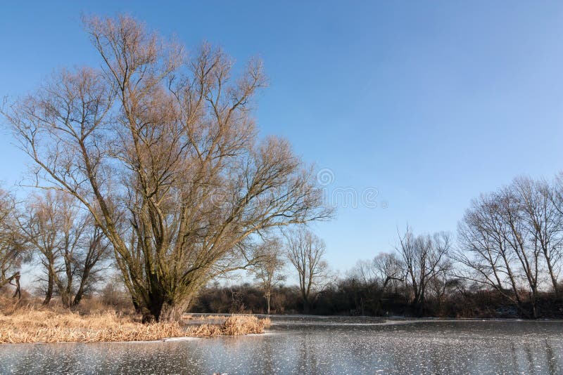 Ice on a pond stock image. Image of cover, christmas - 37608573