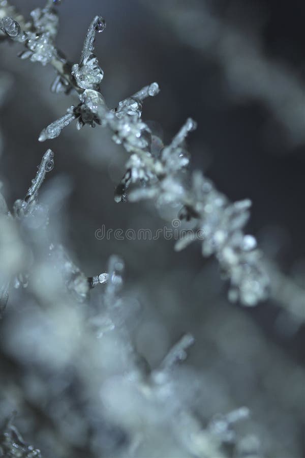 Ice rain stock photo. Image of winter, layer, rain, flora - 28366822