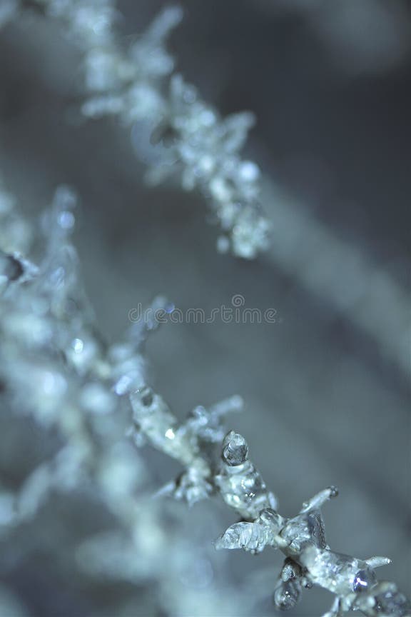 Ice rain stock photo. Image of flora, rain, nature, water - 28366836