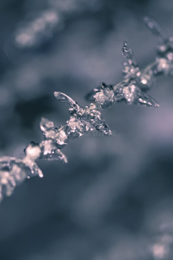 Ice rain stock image. Image of frost, water, flora, crystal - 30790289