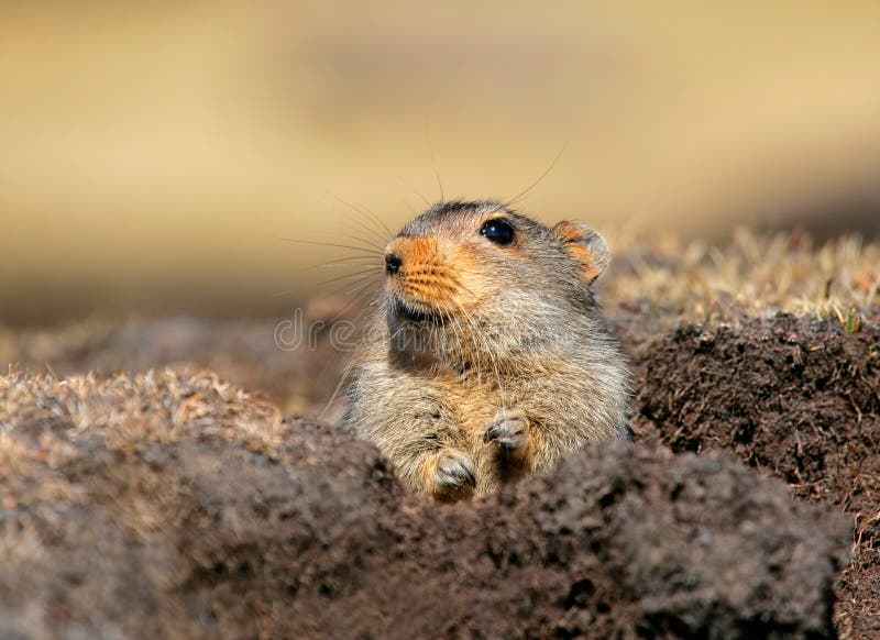 Ice rat stock image. Image of animal, south, feed, mouse - 28869973