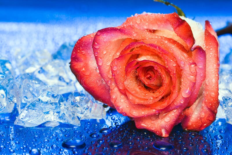 Ice with rose on blue stock image. Image of cooler, diamond - 6809923
