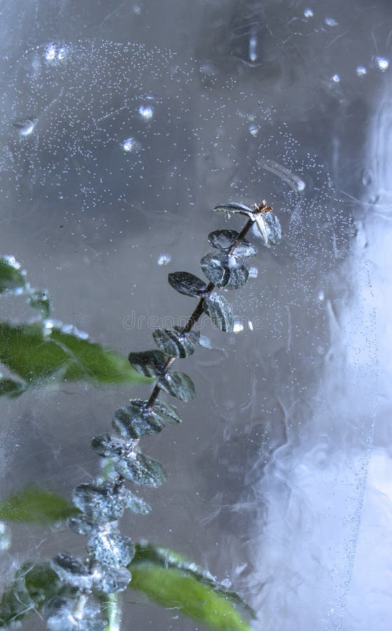 Ice Sculpture of Flowers in a Frozen Block of Ice Stock Image - Image ...