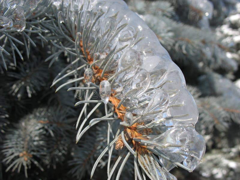 In the ice shell stock photo. Image of sparkle, icicles - 37576074