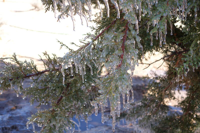 Ice Sickles on the Juniper Branches Stock Photo - Image of nature, hard ...