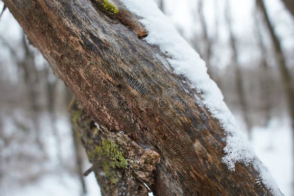 Ice Snow the Bark of the Tree Frozen Bark Crust Cortex Stock Image ...