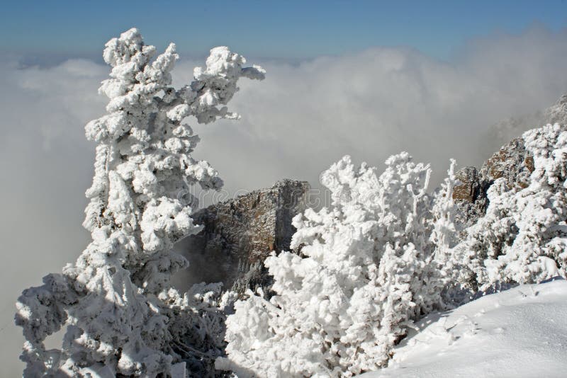 Ice and Snow-covered Pine Tree Four Stock Image - Image of outdoors ...