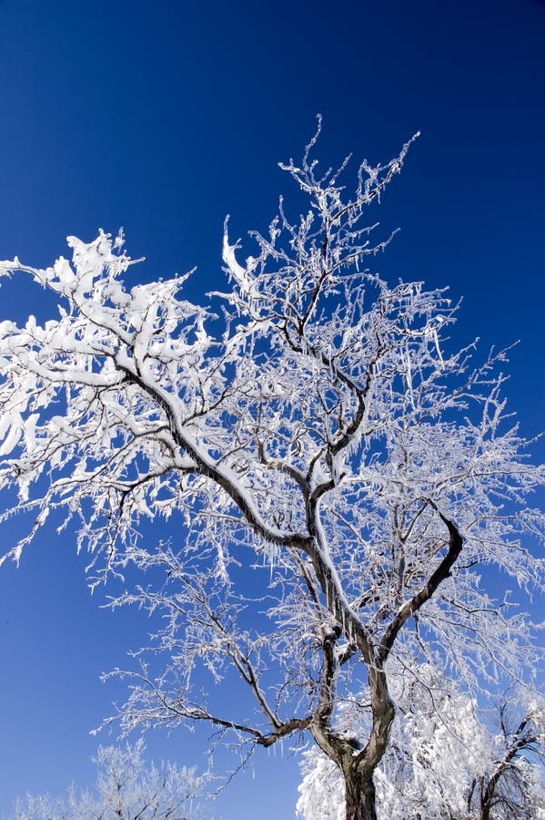 Ice and Snow Covered Tree stock image. Image of space - 1701319
