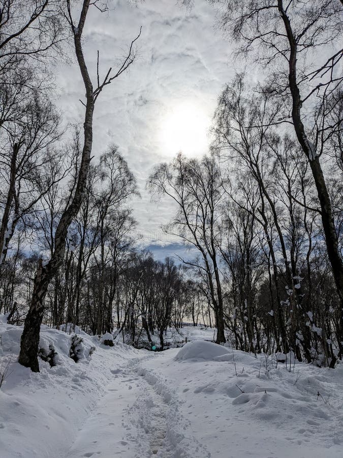 Ice and Snow Forest in the Peak District, UK Stock Photo - Image of ...