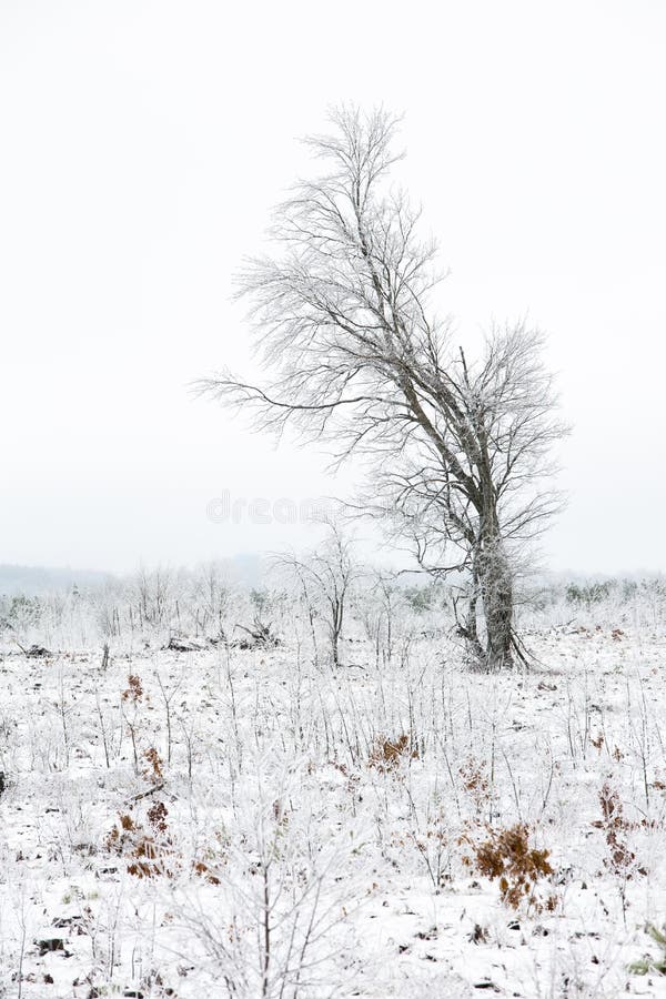 Ice, Snow, Tree, Winter Scene Stock Image - Image of white, meadow ...