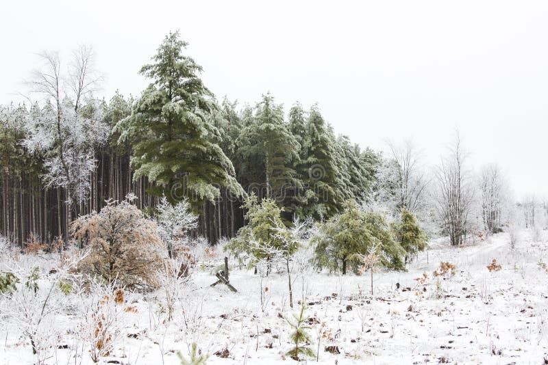 Ice, Snow, Tree, Winter Scene Stock Image - Image of covered, snow ...