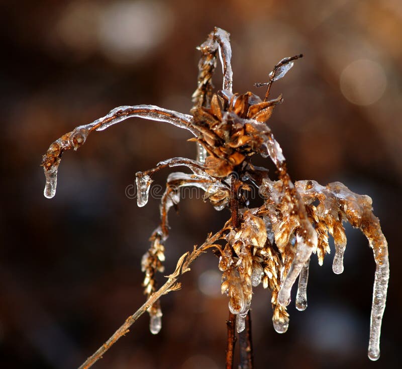 Ice spider stock image. Image of cold, plant, spider, water - 7539085