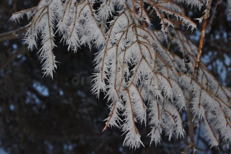 Ice Spikes and Icicles on Tree Branch after Cold Frosty Snow Storm ...