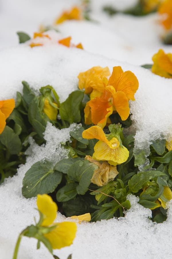 Ice & spring flowers stock photo. Image of spring - 8569398