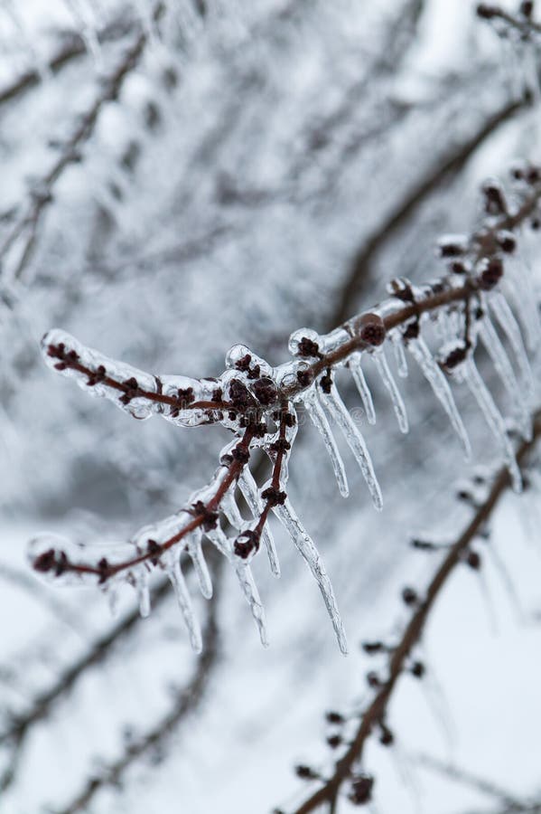 Ice Storm stock photo. Image of icier, icicle, abstract - 37937556