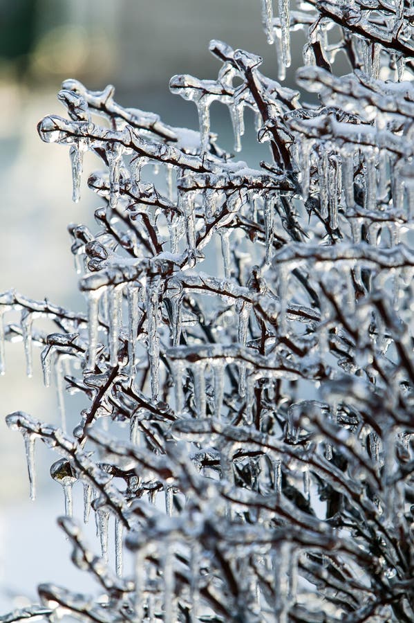 Ice Storm stock image. Image of encased, rural, berry - 37936697