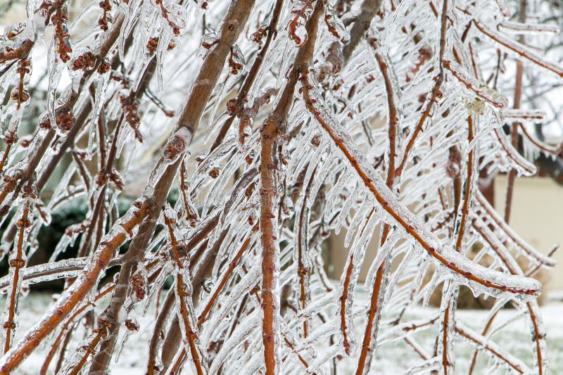 Ice Storm stock image. Image of icebound, icier, rain - 37936727