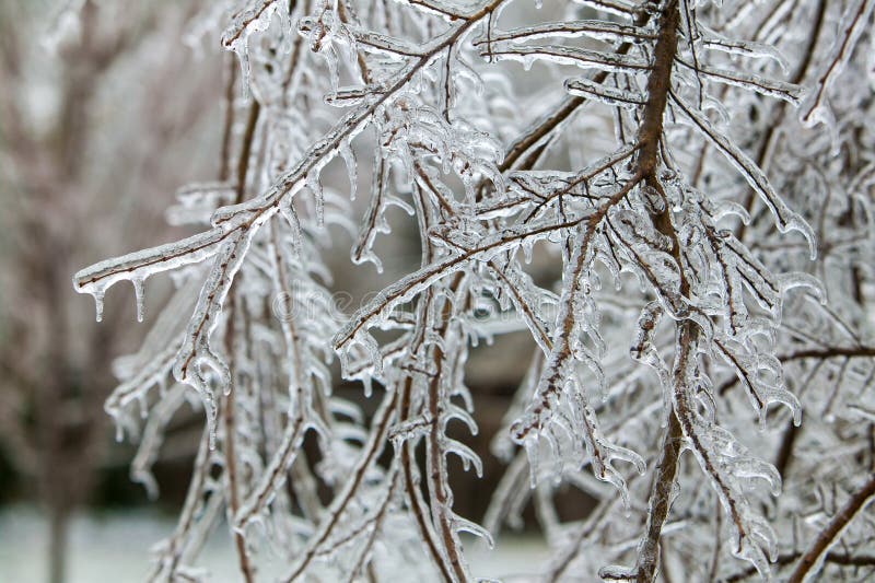 Ice Storm stock photo. Image of beautiful, icicle, frost - 37936608