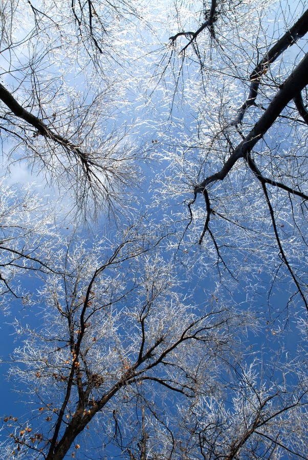 Ice Storm stock photo. Image of nature, frozen, north - 7138962