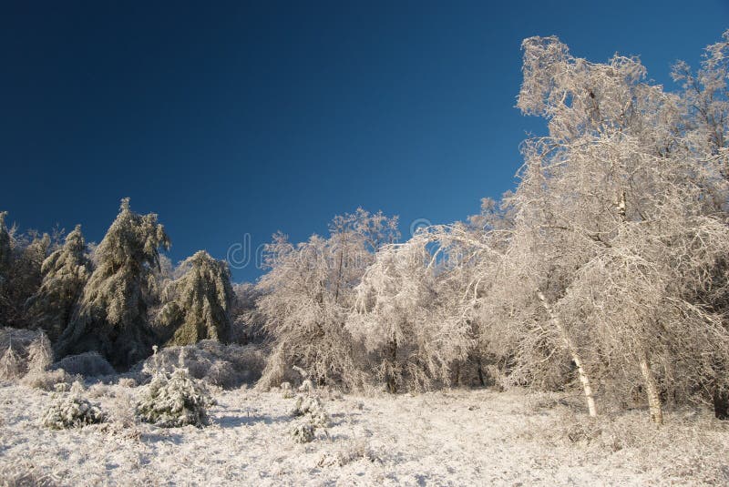 Ice Storm stock image. Image of trees, branch, mountain - 7669265