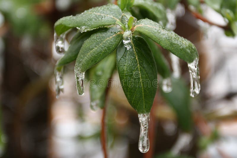 Ice Storm in the Brink of Spring Stock Image - Image of purple, vibrant ...