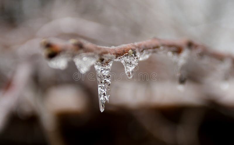Ice Storm in the Brink of Spring Stock Photo - Image of beautiful ...