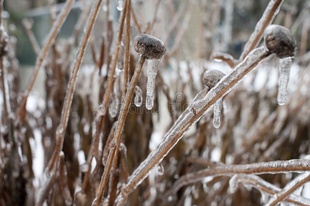 Ice Storm Bush stock image. Image of bush, covered, blizzard - 37792931