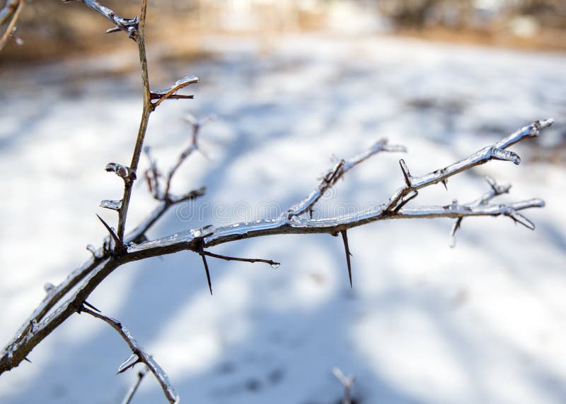Ice storm stock image. Image of storm, branch, snow, cold - 84364313
