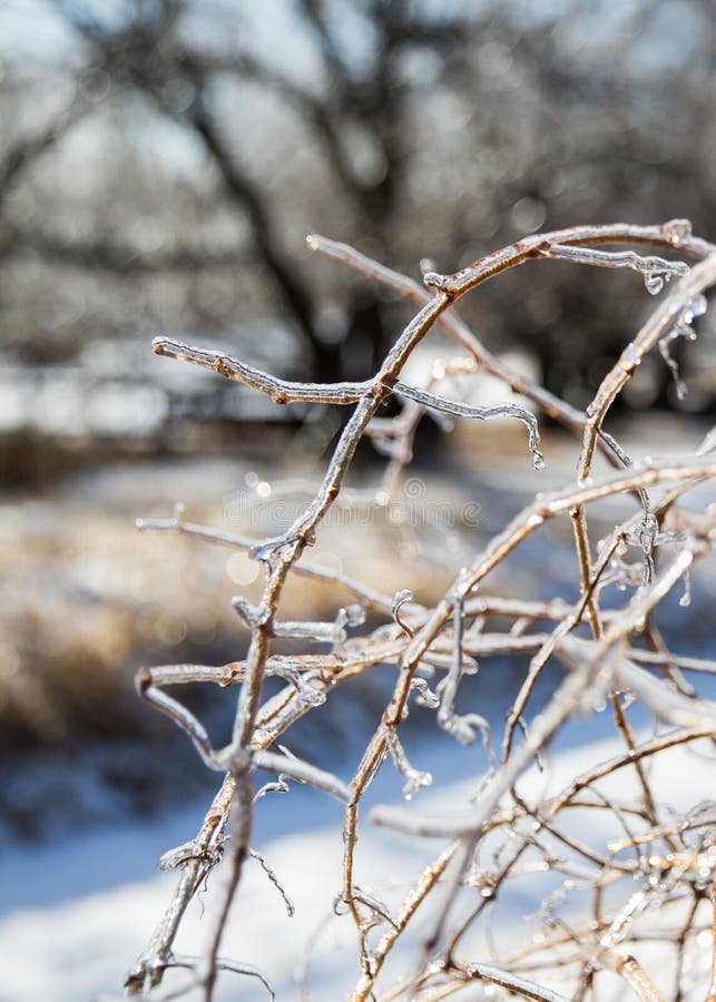 Ice storm stock photo. Image of tree, freezing, twig - 84367966