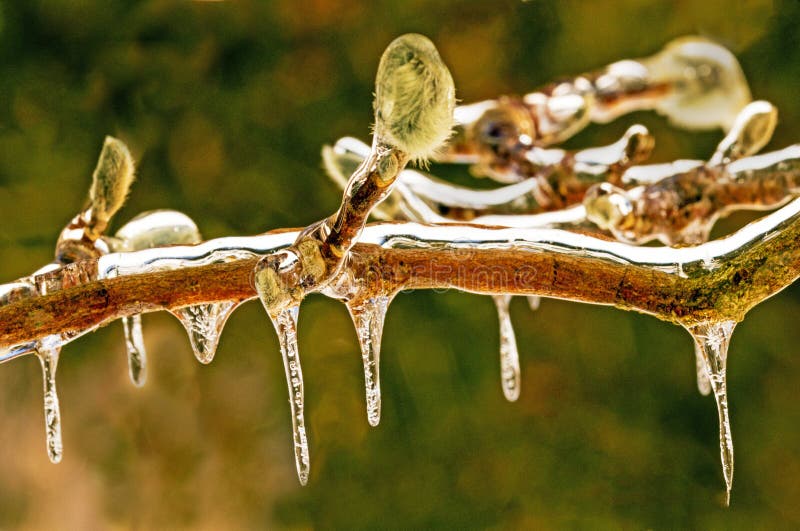 Ice Storm Frozen Covered Magnolia Tree Limbs Stock Photo - Image of ... Ice Storm Frozen Covered Magnolia Tree Limbs Stock Photo - Image of ...