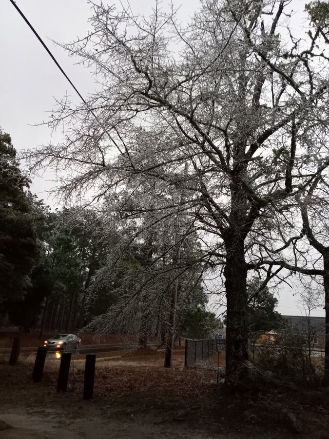 Ice storm south carolina stock photo. Image of winter - 240032842