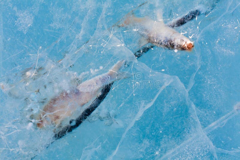 Ice Texture Original Beautiful Blue Design Pattern Stock Image - Image ...