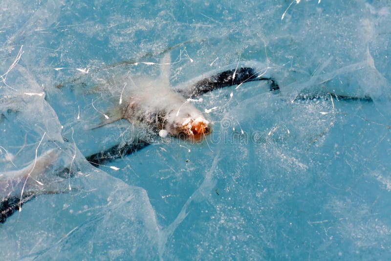 Ice Texture Original Beautiful Blue Design Pattern Stock Photo - Image ...