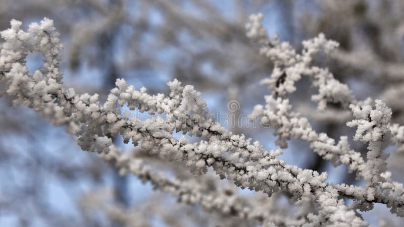 Ice on thin branches... stock image. Image of winter - 84881839