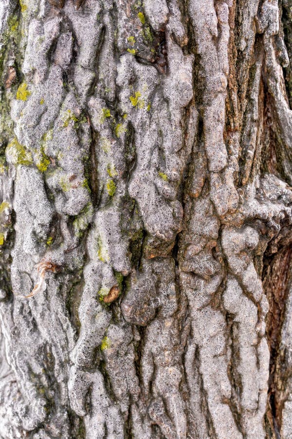 Ice on Tree Bark, Abstract Texture of Thin Ice and Wood Stock Photo ...