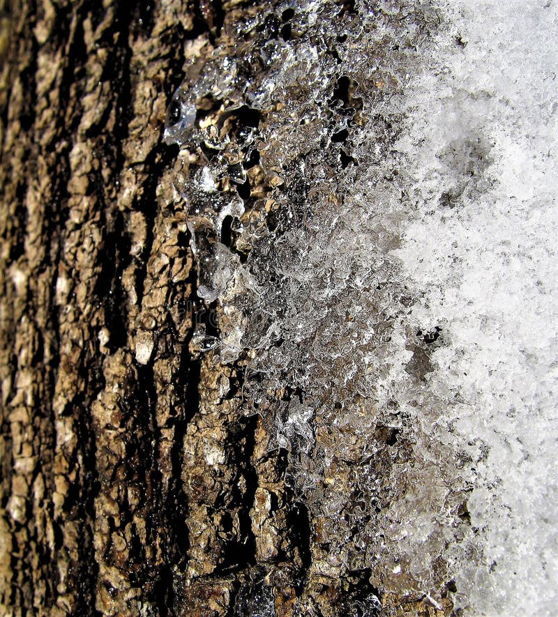 Ice and Tree Bark. Shining Ice on the Crust Stock Photo - Image of ...