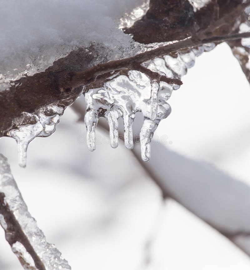 Ice with a tree branch stock image. Image of encased - 101917989