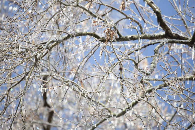 Ice on a Tree stock image. Image of natural, horizontal - 231414365