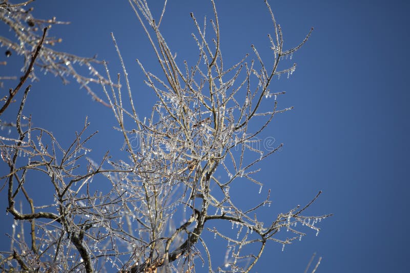 Ice on a Tree stock photo. Image of cold, beauty, nature - 231414708