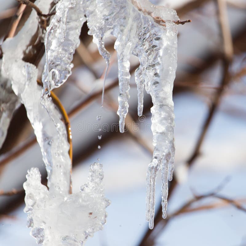 Ice from the Tree in Nature Stock Photo - Image of forest, concepts ...
