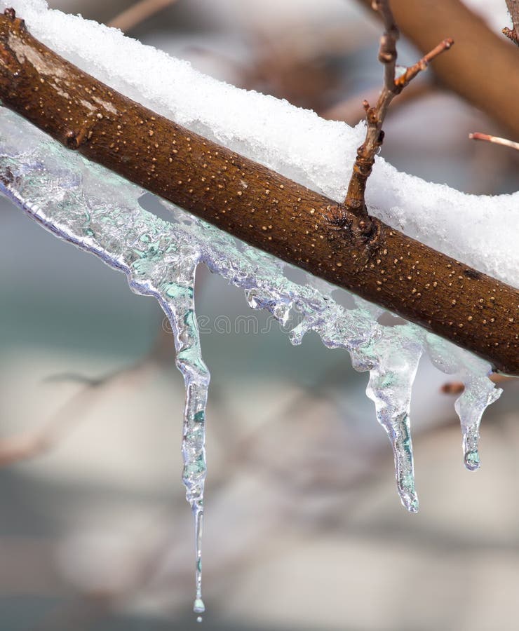 Ice from the Tree in Nature Stock Photo - Image of light, forest: 102146796