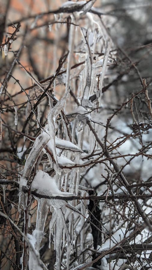 Ice on tree stock image. Image of snow, plant, trunk - 241215787
