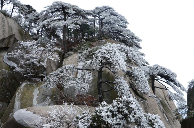 Ice tree stock image. Image of frozen, mountains, trees - 95890073