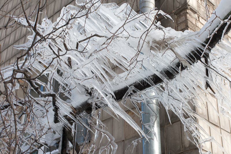 Ice on a tree in winter stock photo. Image of fresh, light - 50121268