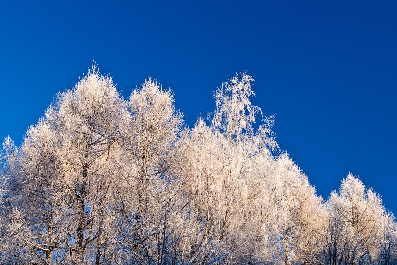 Ice trees stock photo. Image of north, rime, outdoors - 12623670