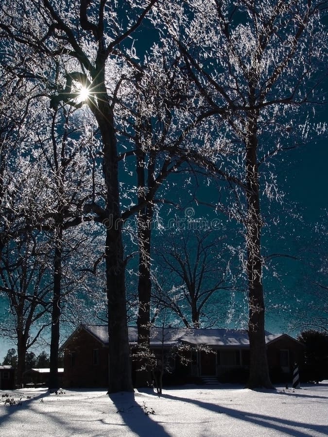 Ice in Trees stock photo. Image of black, cold, trees - 2502016