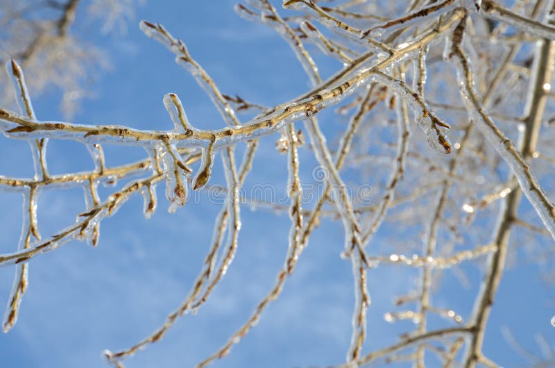 Ice on trees stock image. Image of cold, blue, weather - 65123077