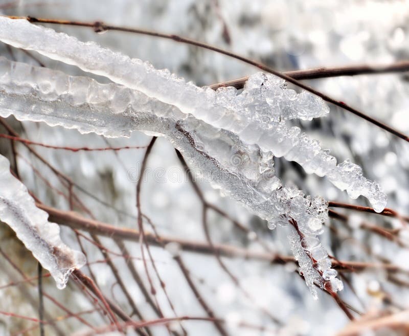 Ice on twig stock photo. Image of tree, frozen, winter - 78192324