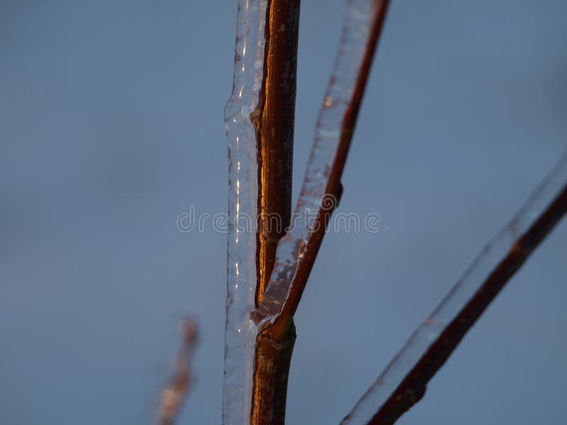 Ice on a twig stock image. Image of frost, blue, nature - 44975637